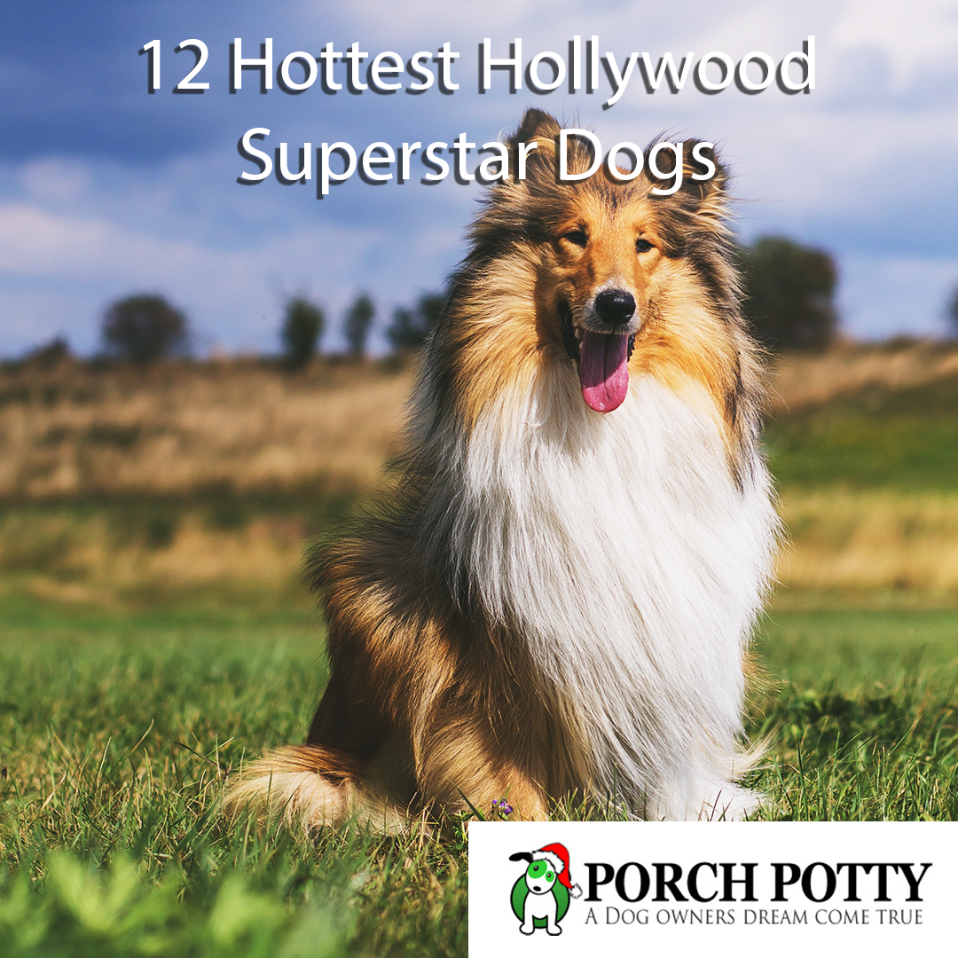 12 Hottest Hollywood Superstar Dogs – Porch Potty USA