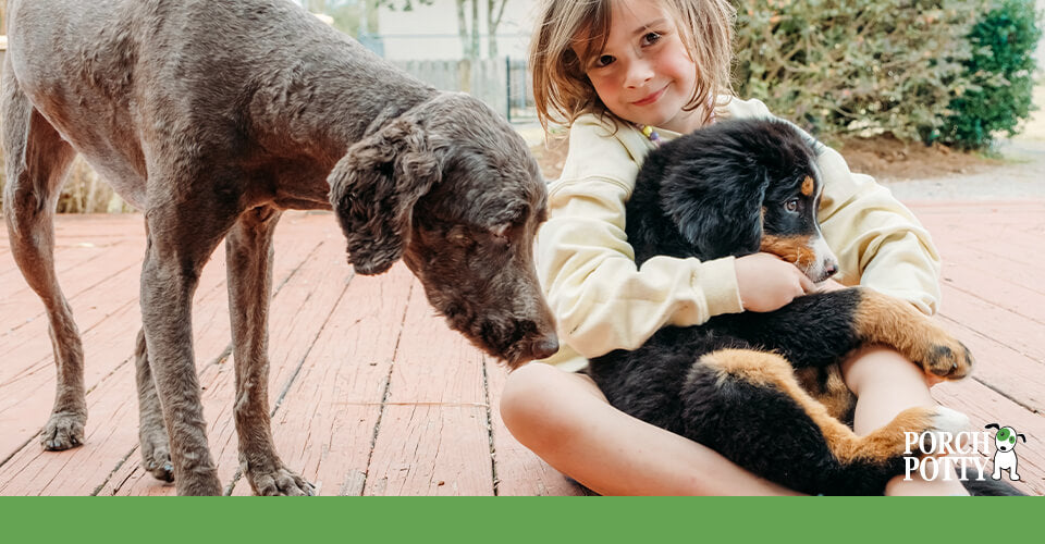 Welcoming a New Pup: A Guide to Harmonious Introductions Between Dogs ...
