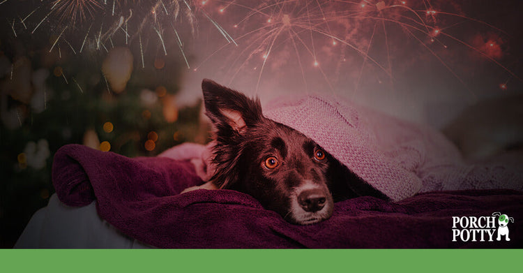 Fireworks Anxiety in Dogs: Simple Tips to Keep Them Calm – Porch Potty USA