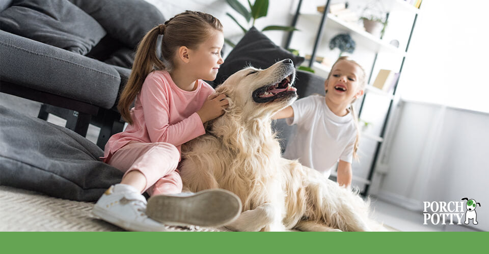 Supporting Senior Dogs: Celebrating National Senior Dog Month – Porch ...