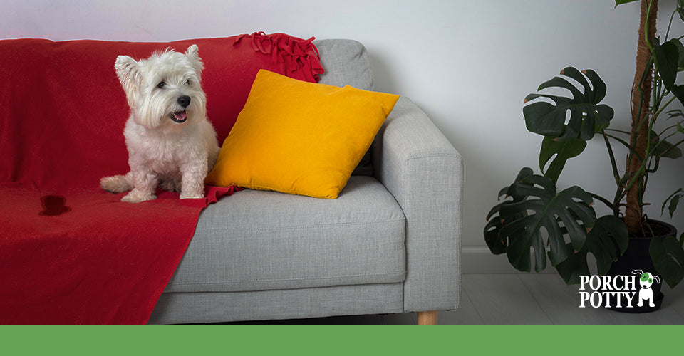 How to Get Dog Pee Out Of Your Couch – Porch Potty USA